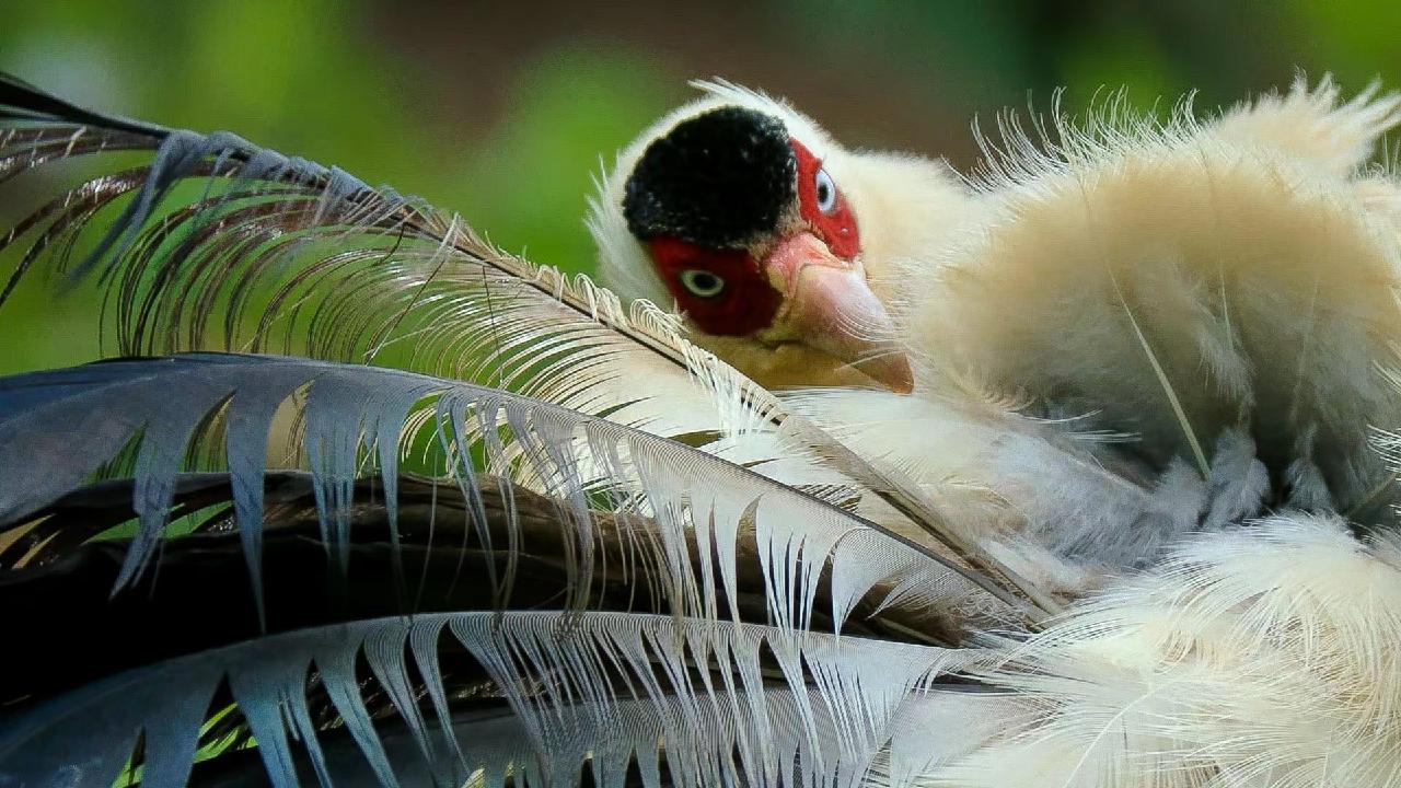 Chaqingsongduo Series | Episode 5: Deity's favorite - CGTN