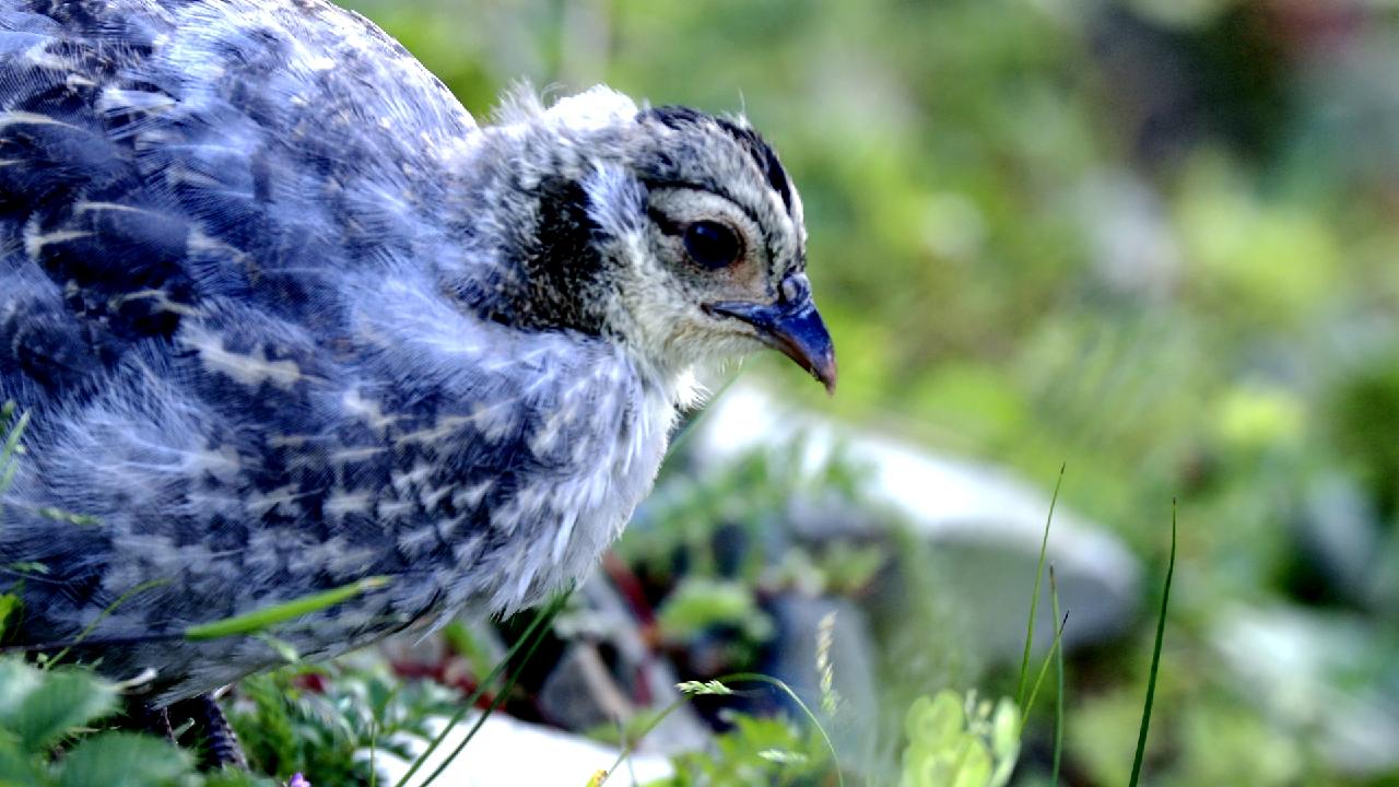 Chaqingsongduo Series | Episode 6: Nestling's diary - CGTN