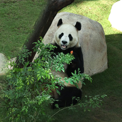 Live: Panda House is a key attraction at Qatar World Cup - CGTN