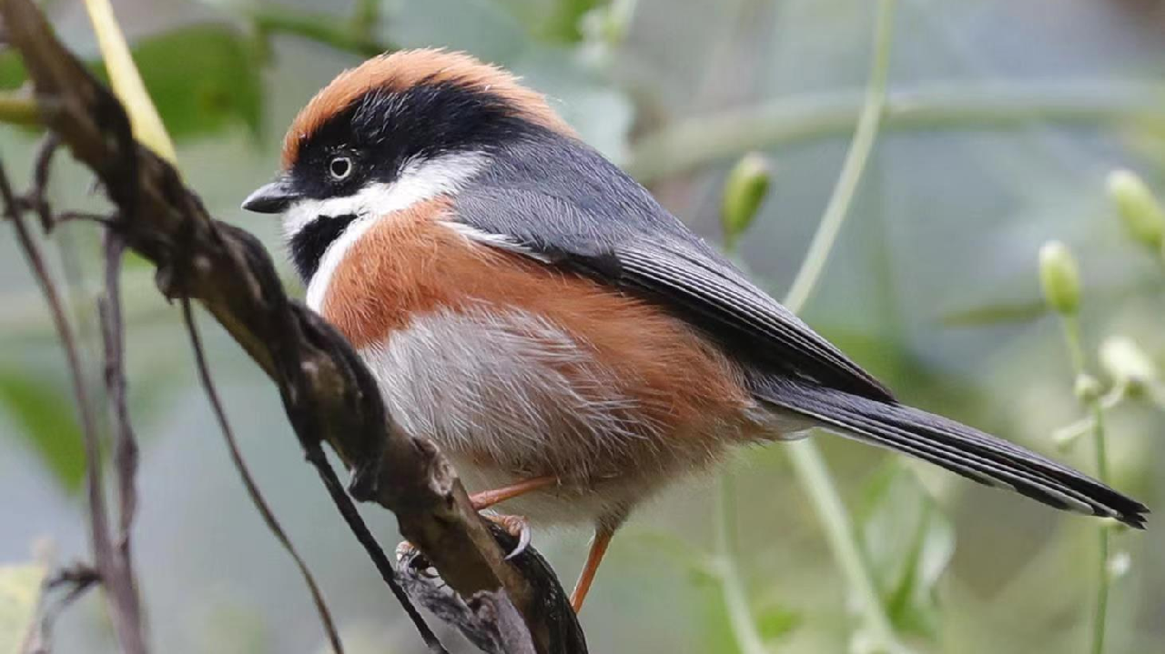 Cute bird captured on camera in central China - CGTN