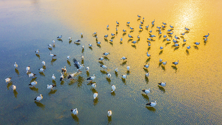 Hundreds of Oriental White Storks appear in Poyang Lake - CGTN