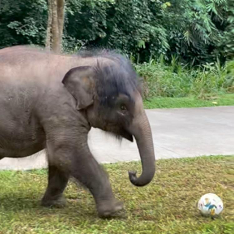 Cute baby Asian elephant plays football in Yunnan, SW China - CGTN