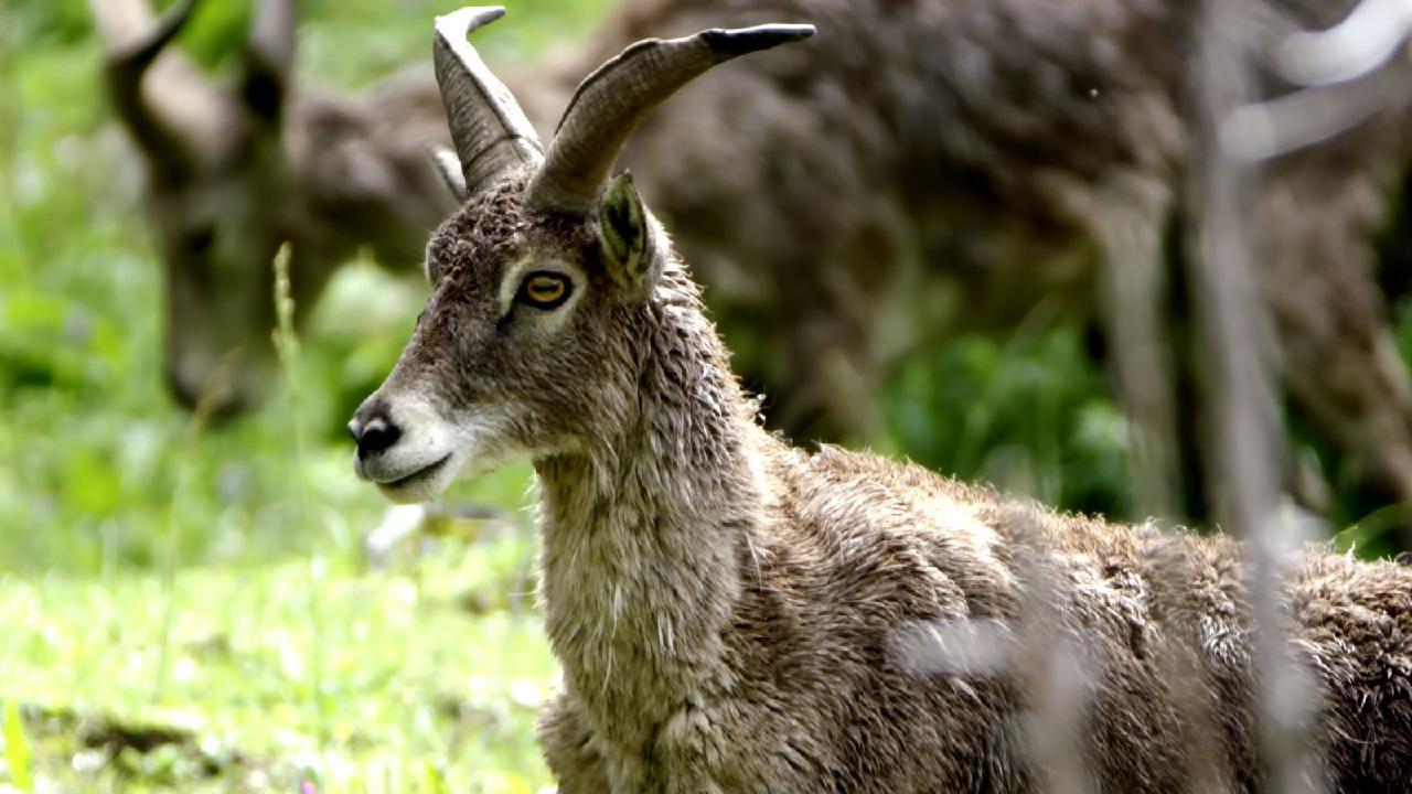 Chaqingsongduo Series | Episode 11: Cliff dancers - CGTN