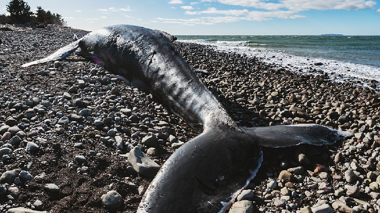 Humpback whale carcass washes up on beach - CGTN