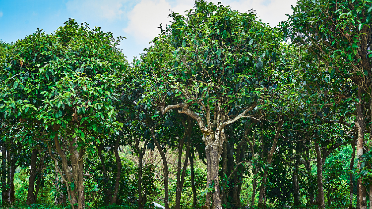 China's Yunnan passes regulation to protect centuries-old tea trees - CGTN