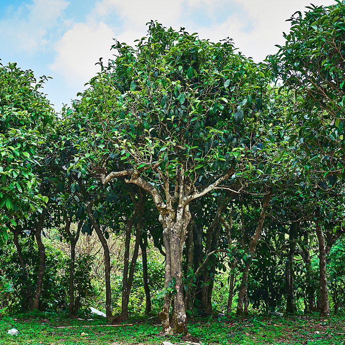 China's Yunnan passes regulation to protect centuries-old tea trees - CGTN