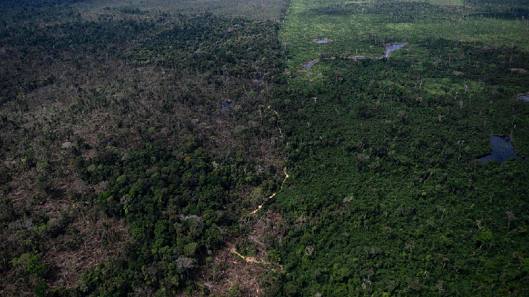 Amazon loses 10% of its vegetation in nearly four decades - CGTN