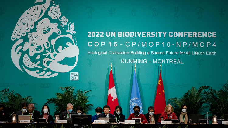 China calls for consensus on key issues at COP15 meeting in Canada - CGTN