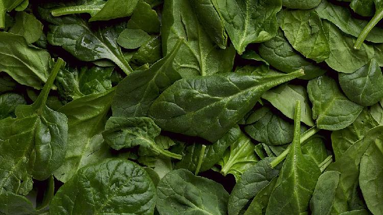 Popeye's power? Chinese scientists bring photosynthesis to animal cell ...