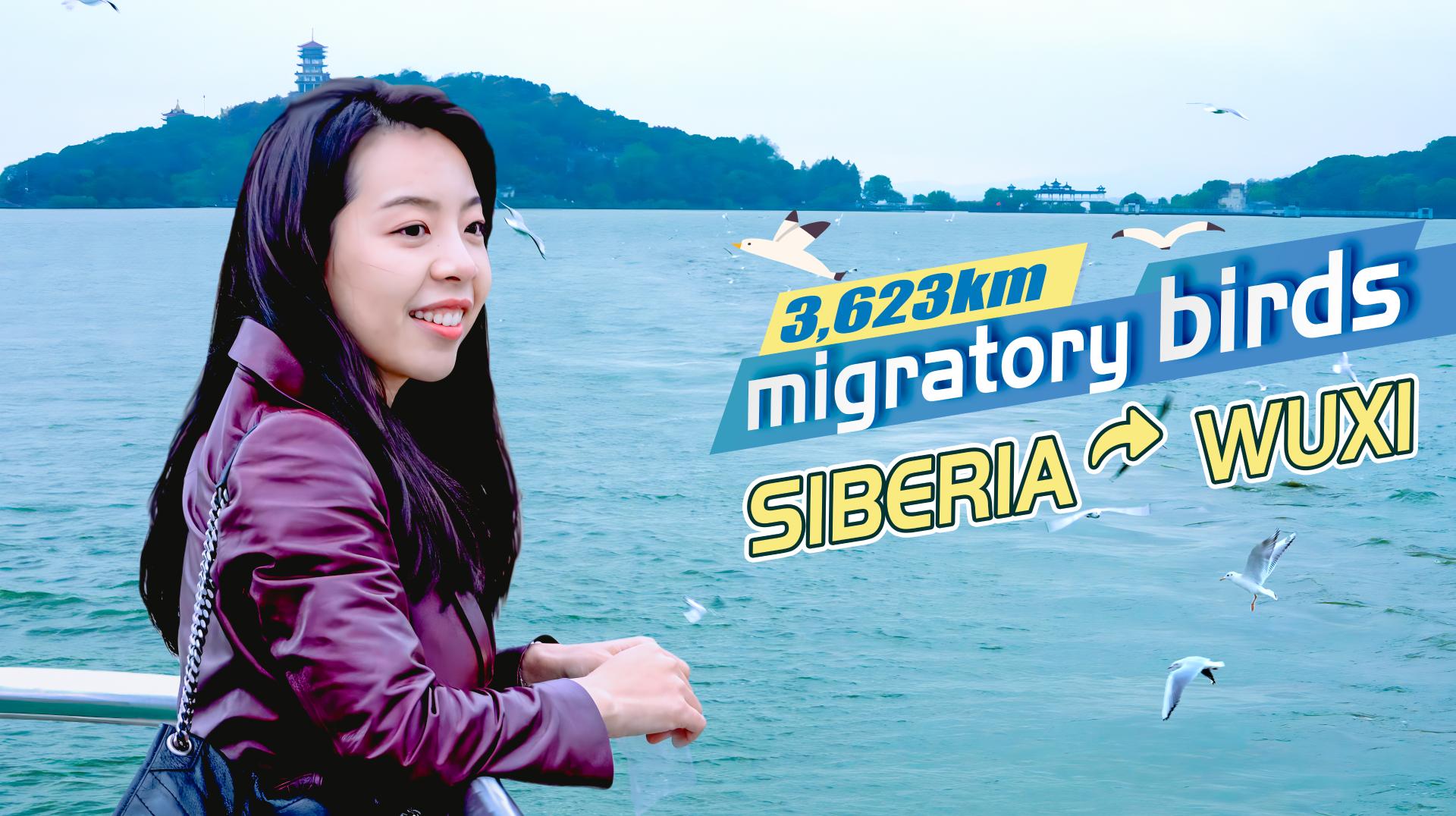 Wuxi welcomes thousands of black-headed gulls from Siberia - CGTN