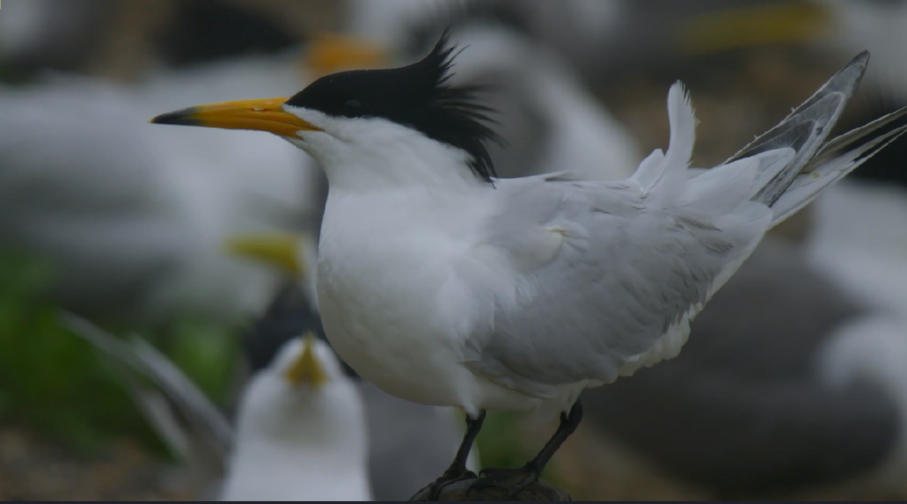 Zhejiang Xiangshan Series: Return of the mythical bird - CGTN