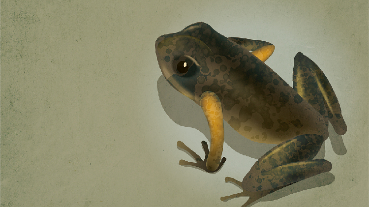 Frogs with chirping noise found in Guangdong - CGTN