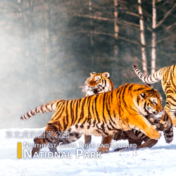 Go! Northeast China Tiger and Leopard National Park - CGTN