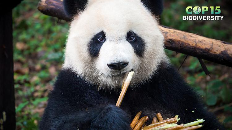 Live: Panda brothers play at Hainan Tropical Wildlife Park - CGTN