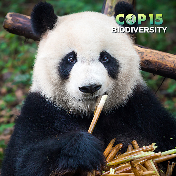 Live: Panda brothers play at Hainan Tropical Wildlife Park - CGTN