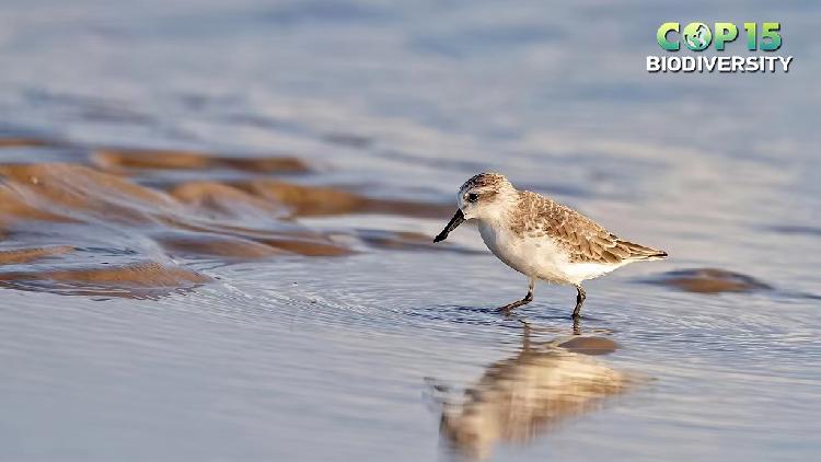 Live: Critically endangered spoon-billed sandpipers in China's Jiangsu - CGTN