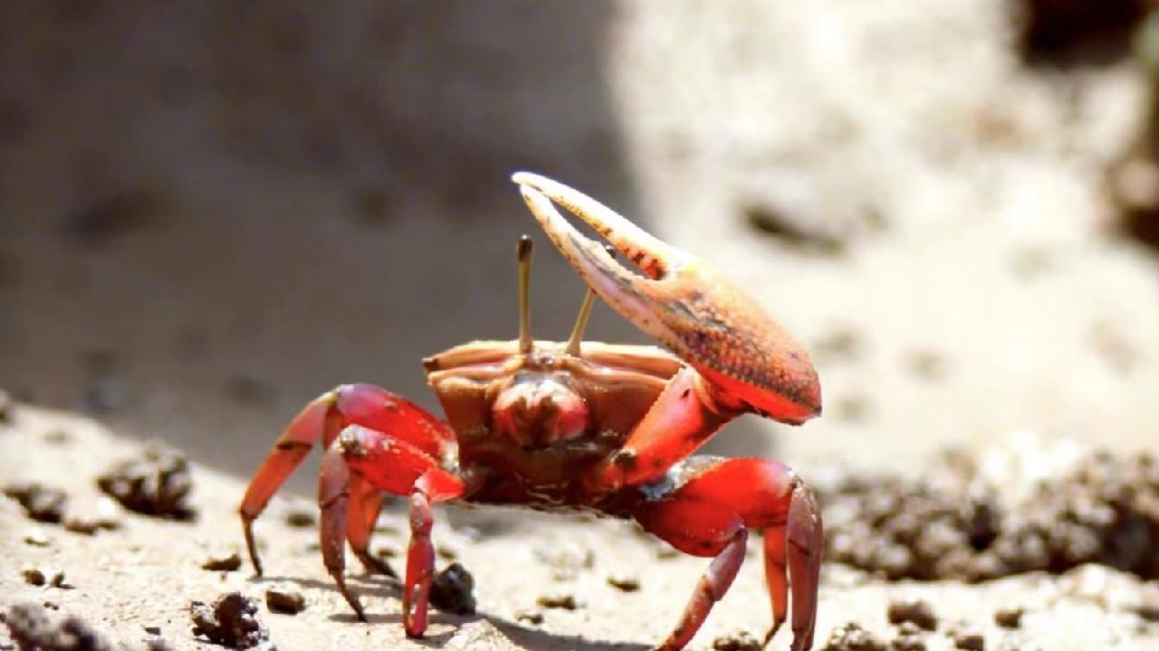 Zhejiang Xiangshan Series: Big chela waving - CGTN