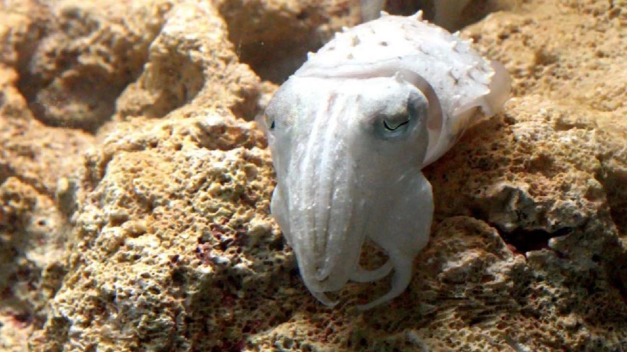 Zhejiang Xiangshan Series: The migration path - CGTN