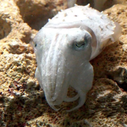 Zhejiang Xiangshan Series: The migration path - CGTN