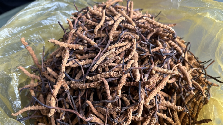 Restoring biodiversity conservation with help from a Chinese Yartsa - CGTN