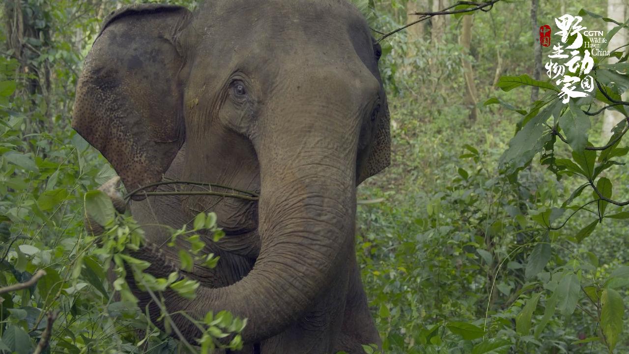 CGTN's 8K documentary clip 7: The matriarch elephant's mission - CGTN