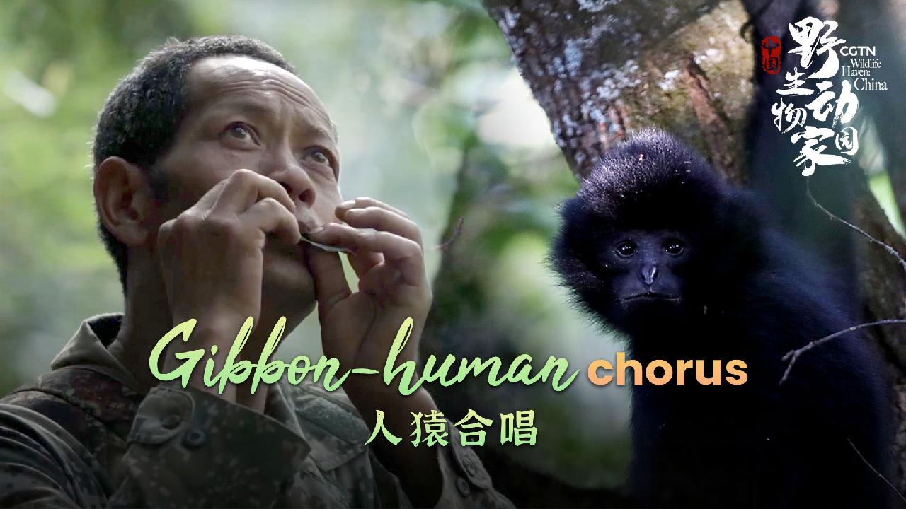 CGTN's 8K documentary clip 8: Gibbon-human chorus - CGTN