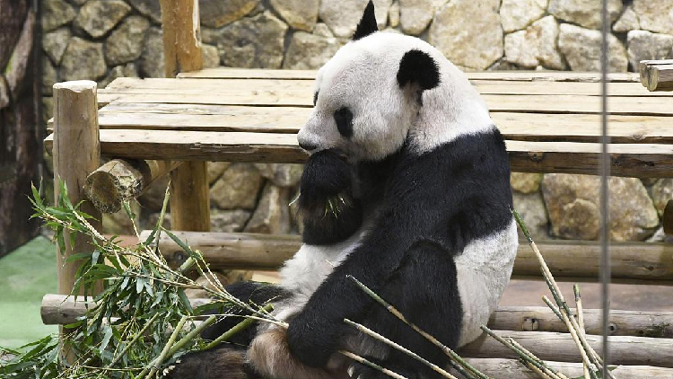 Giant panda Eimei appointed Sino-Japanese friendship envoy - CGTN