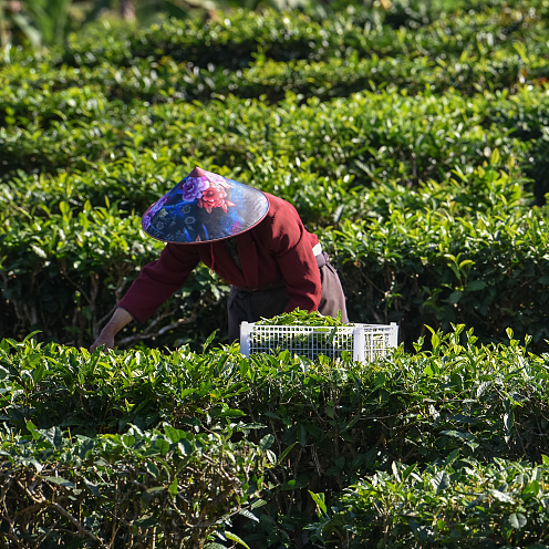 Live: Early Spring tea promotes economic growth in S. China - CGTN
