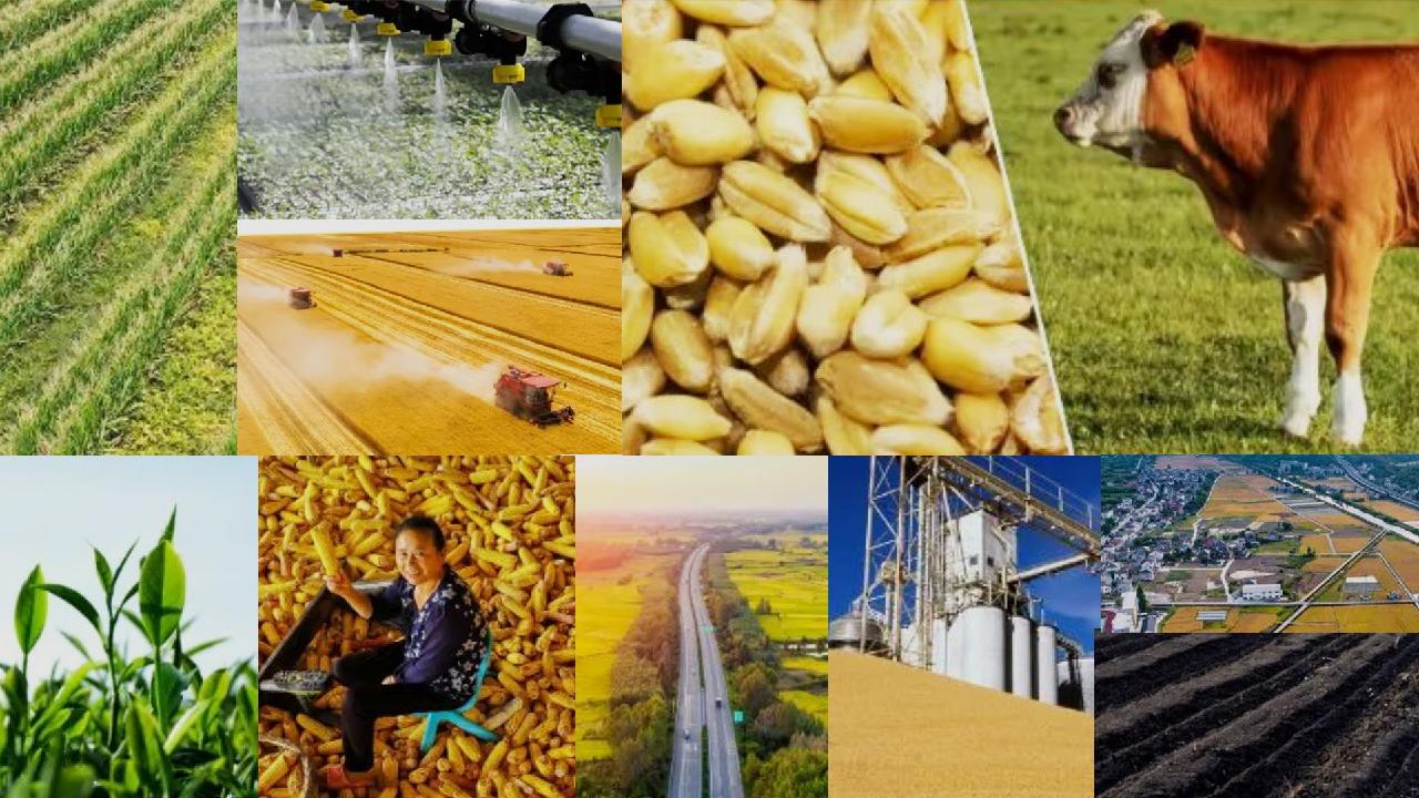 CMG: Top 10 rural revitalization news stories from China in 2022 - CGTN