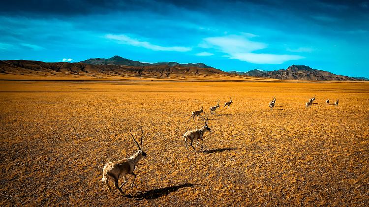 China strengthens the prevention of invasive alien species - CGTN