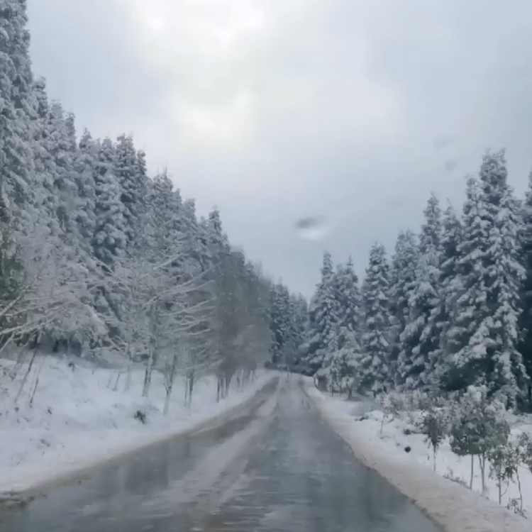 A forest in SW China turns into a magical fairyland after snow - CGTN