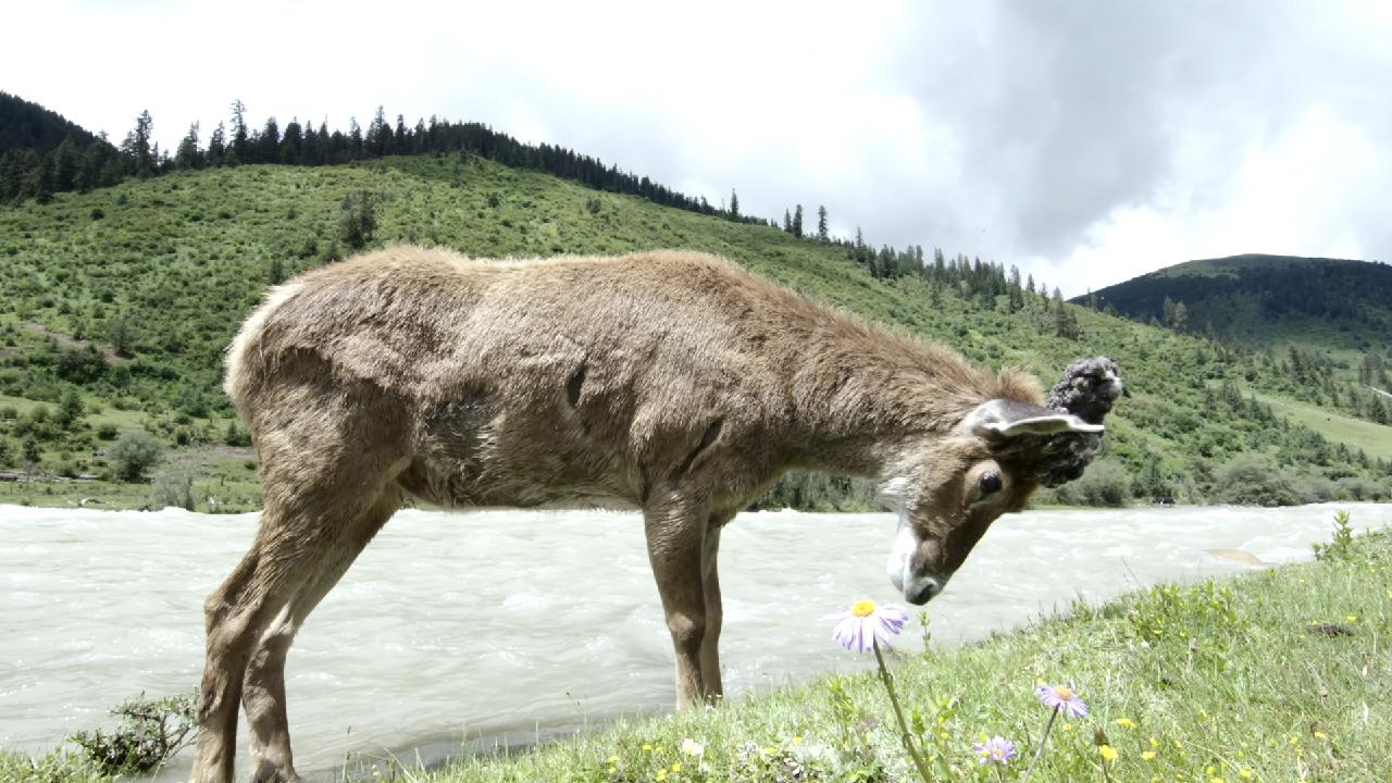 Deer on the Plateau Series | Episode 8: Dondrup and Xiawa - CGTN