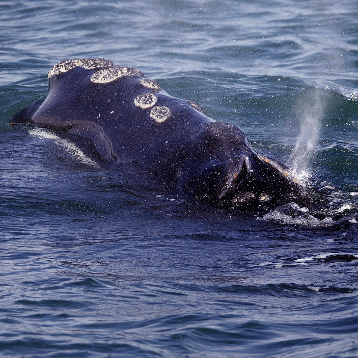 Vanishing right whale must remain on endangered list - CGTN