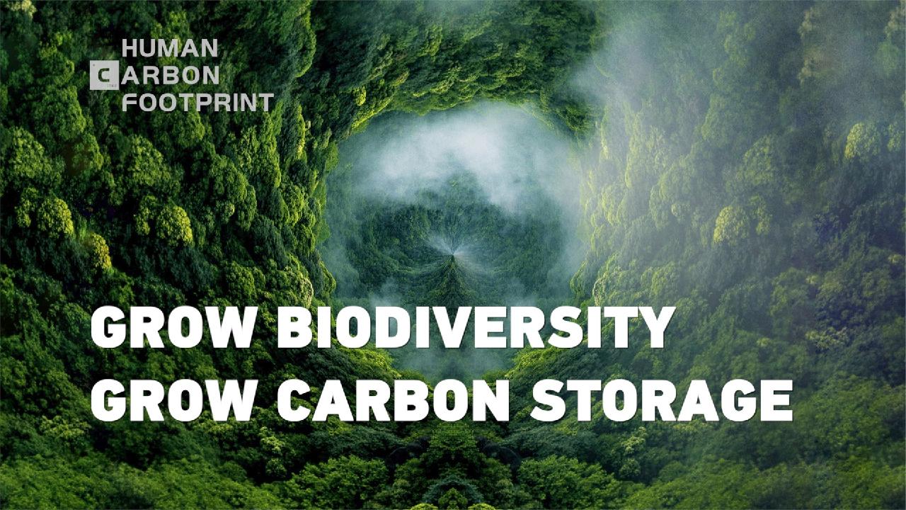Human Carbon Footprint: How biodiversity helps increase carbon storage ...