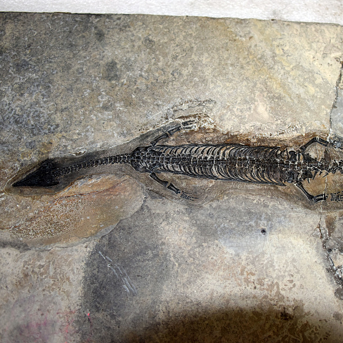 244-million-year-old marine reptile fossil found in China's Yunnan - CGTN