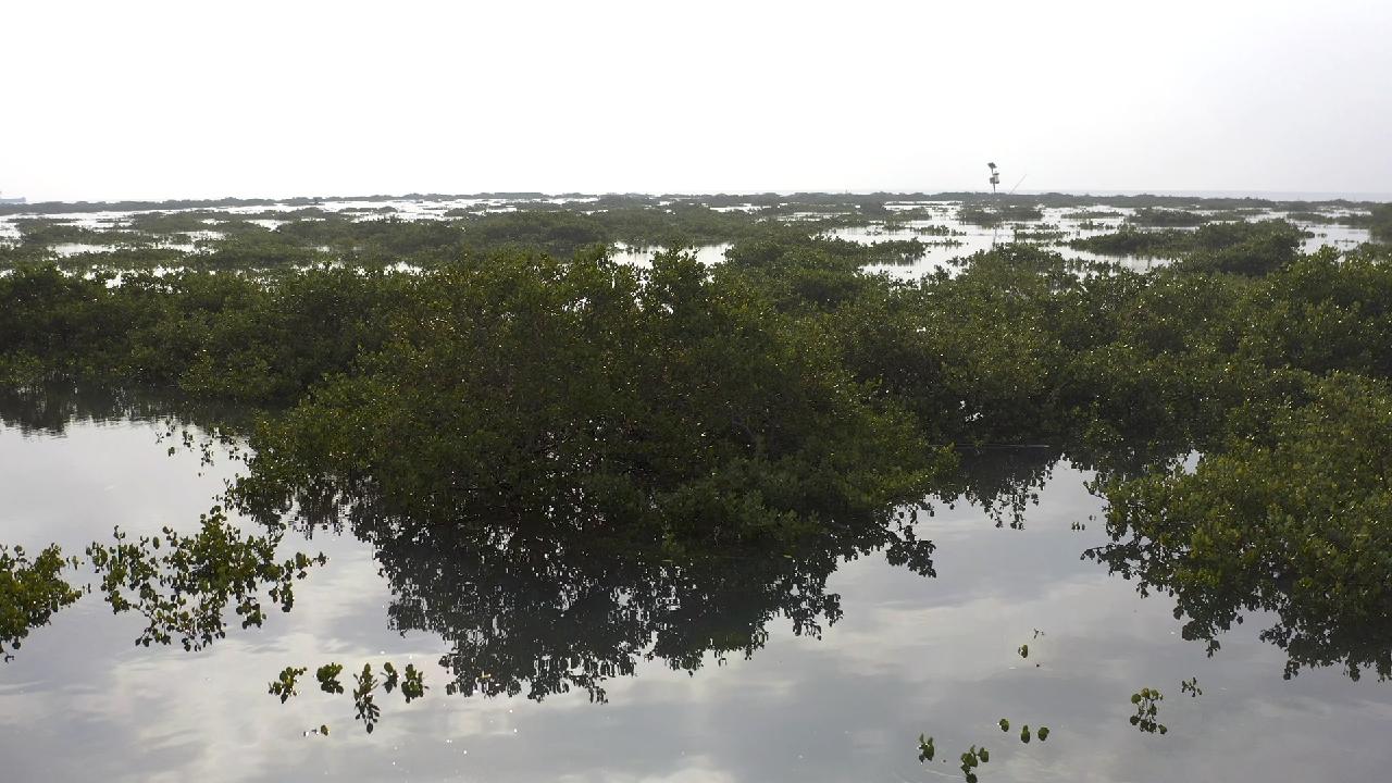 Beibu Gulf Series | Episode 6: Mangrove phalanx - CGTN