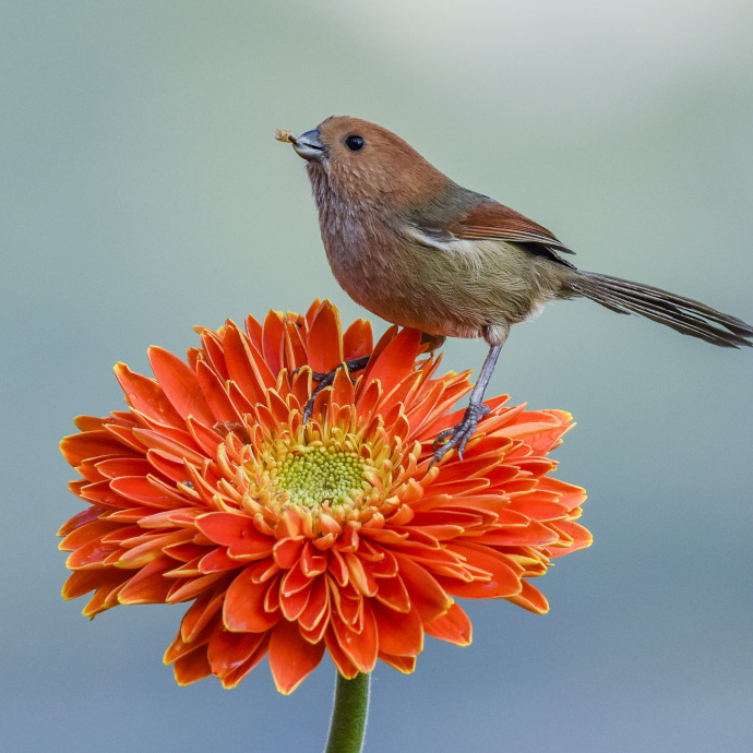 Vinous-throated parrotbill 'dances' on chrysanthemum - CGTN