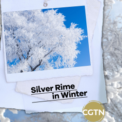 Limited edition of seasons: Silver Rime in Winter - CGTN