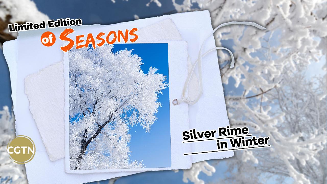 Limited edition of seasons: Silver Rime in Winter - CGTN
