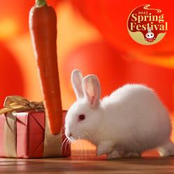 Live: Exploring an Egyptian rabbit breeding farm - CGTN