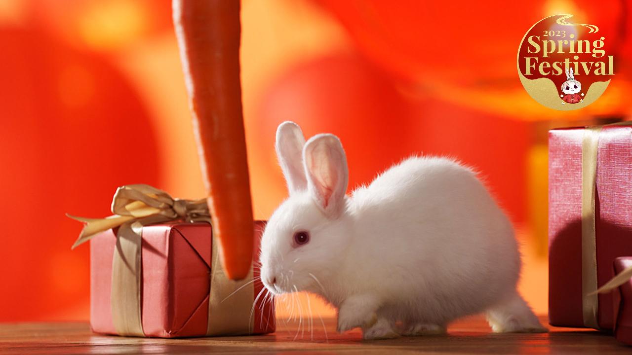 Live: Exploring an Egyptian rabbit breeding farm - CGTN