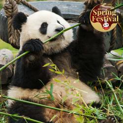 Live: Pandas celebrate Chinese New Year in Indonesia's Safari Park - CGTN