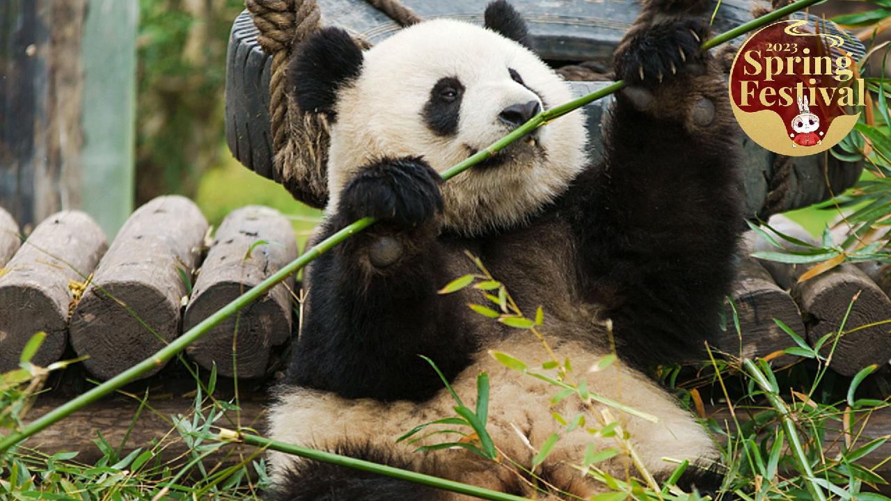 Live: Pandas celebrate Chinese New Year in Indonesia's Safari Park - CGTN