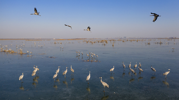Over 64,000 migratory birds winter in north China nature reserve - CGTN