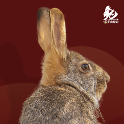 Hopping into Tunian: China: Hares, yes. Rabbits, no. - CGTN