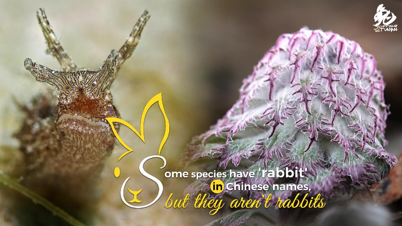 Hopping into Tunian: Species with 'rabbit' in Chinese names - CGTN