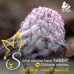 Hopping into Tunian: Species with 'rabbit' in Chinese names - CGTN