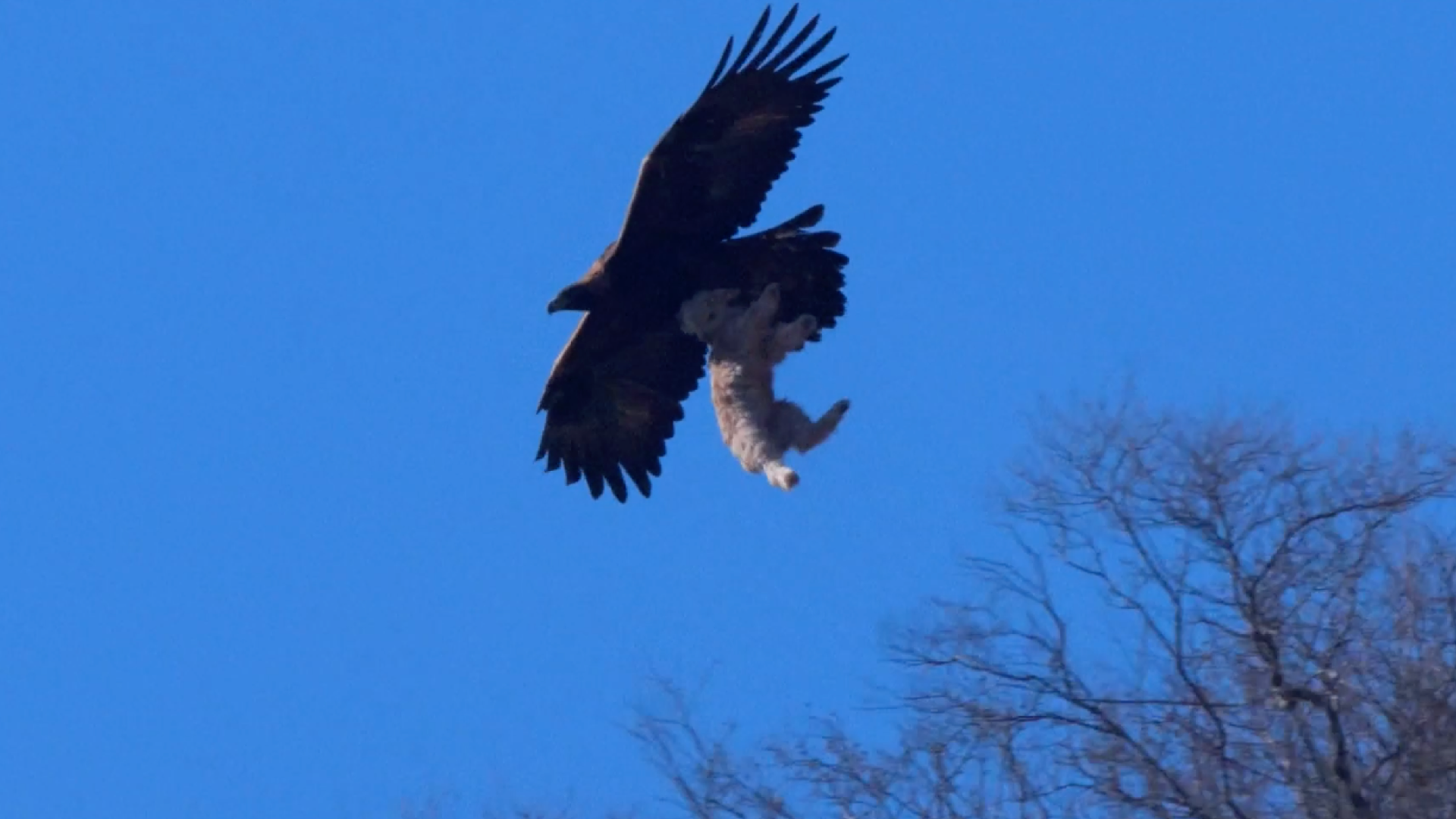 Rare scene of a golden eagle 'taking a lamb for a ride' in Beijing - CGTN