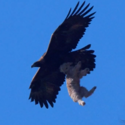 Rare scene of a golden eagle 'taking a lamb for a ride' in Beijing - CGTN