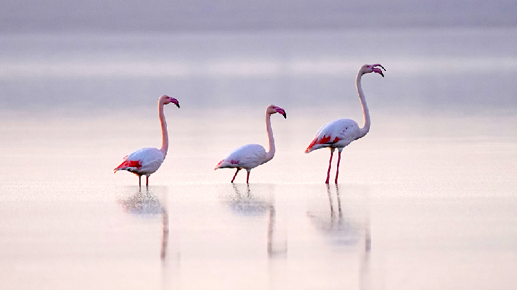 Flamingos winter in north China lake - CGTN